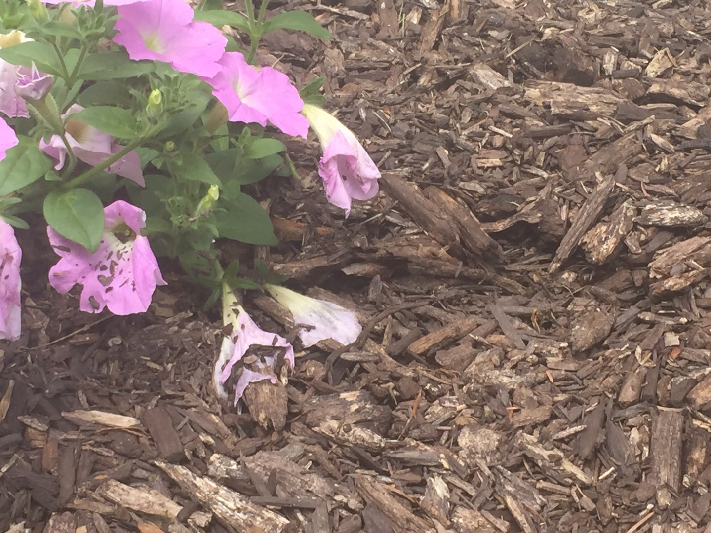 Persistent PA Beast Part II | Lindagodfrey's Blog